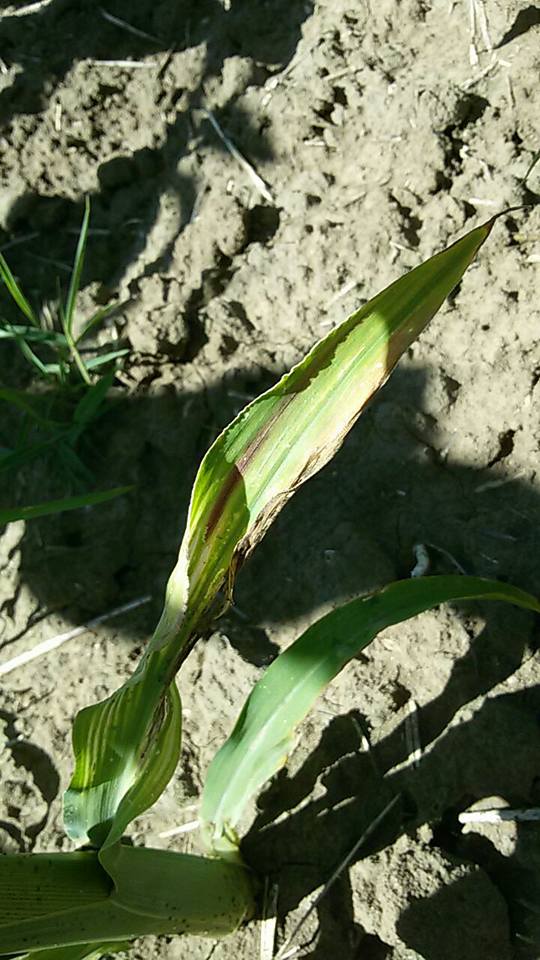 Maize (corn) | Corn has stripes on leaves - is it physiology or disease?