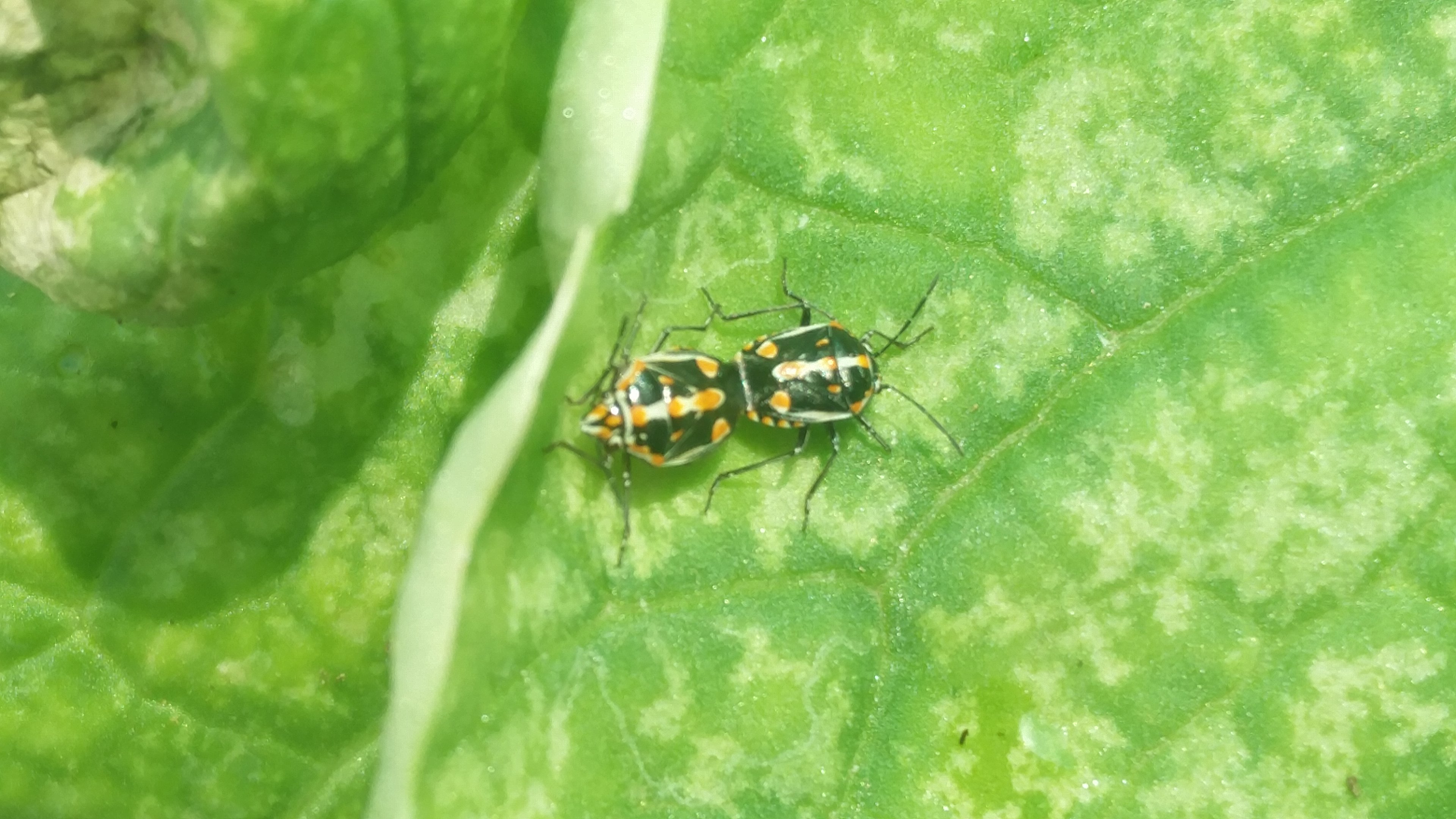 General | What pest is this? How do I control it?