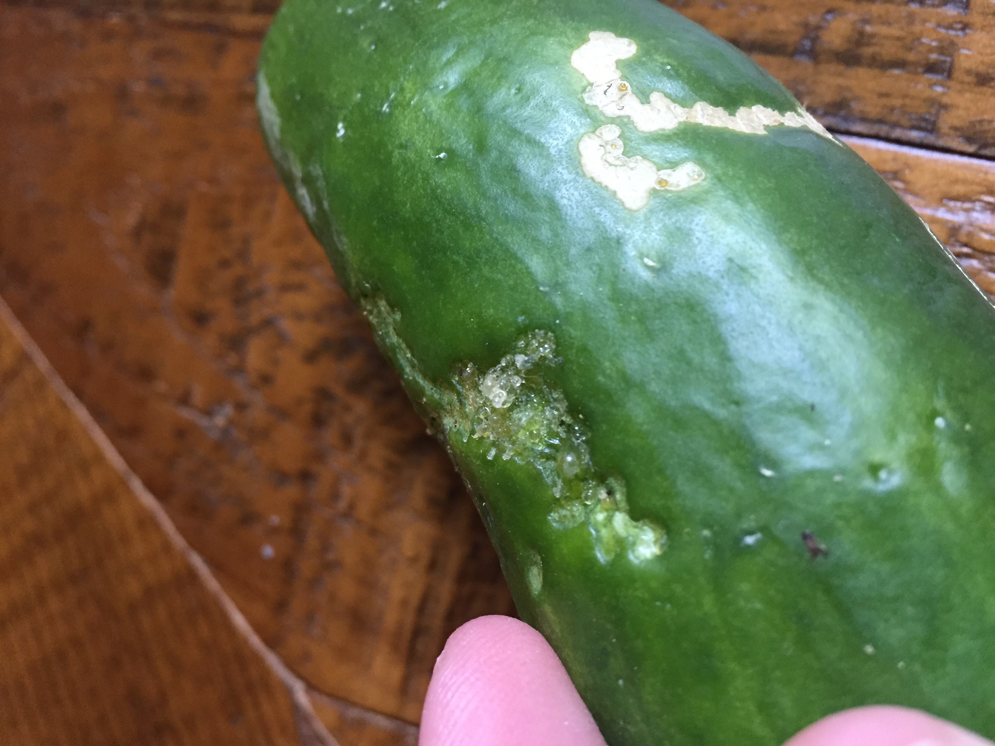 Cucumber | Cucumber Fruit Scarred and has Crystal residue