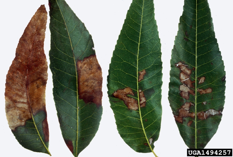 Pecan | Possible Pecan Bacterial Leaf Scorch or something other?