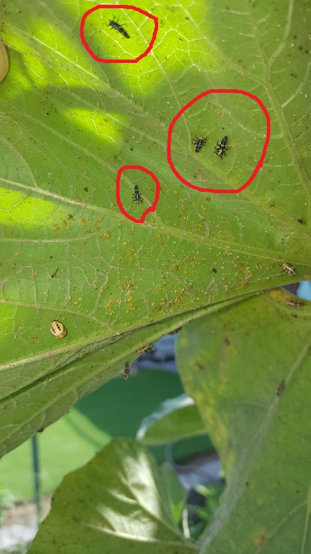 Cucumber | Pest infestation in bottle gourd
