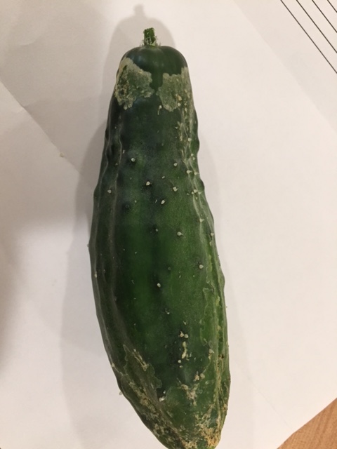 Cucumber | Bacterial or viral infection on my cucumbers