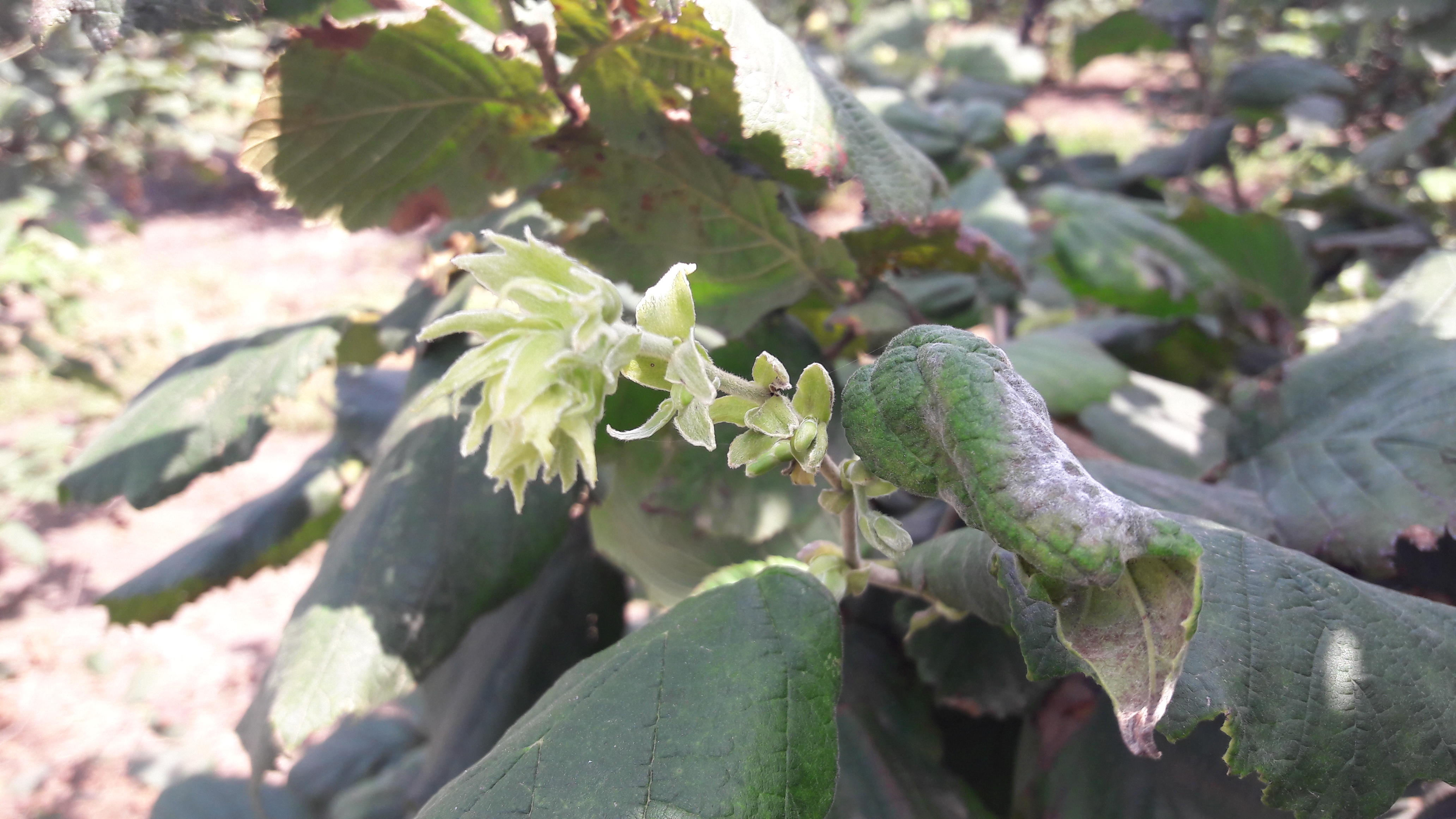 Hazelnut (filbert) | Phyllody in Corylus avellana