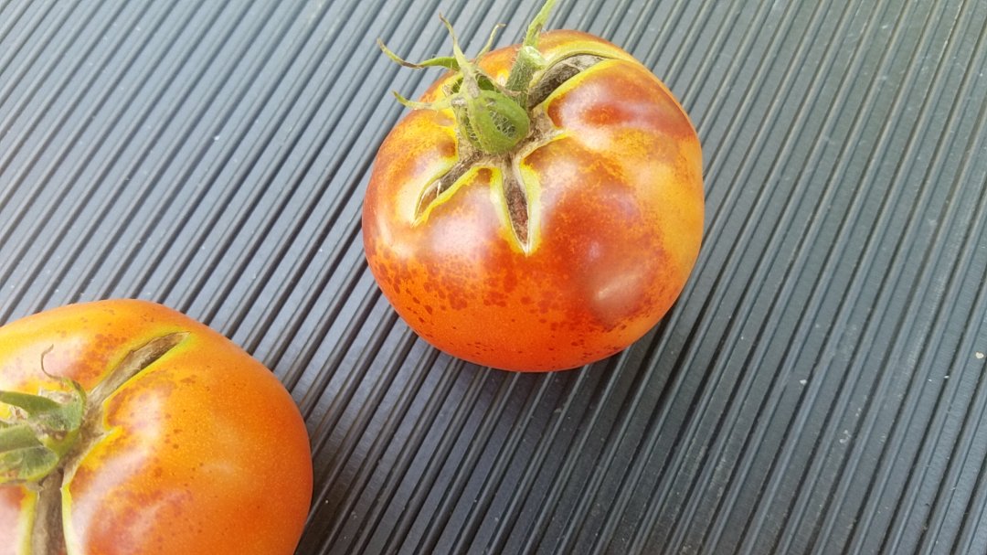 Tomato | Freckling on tomatoes