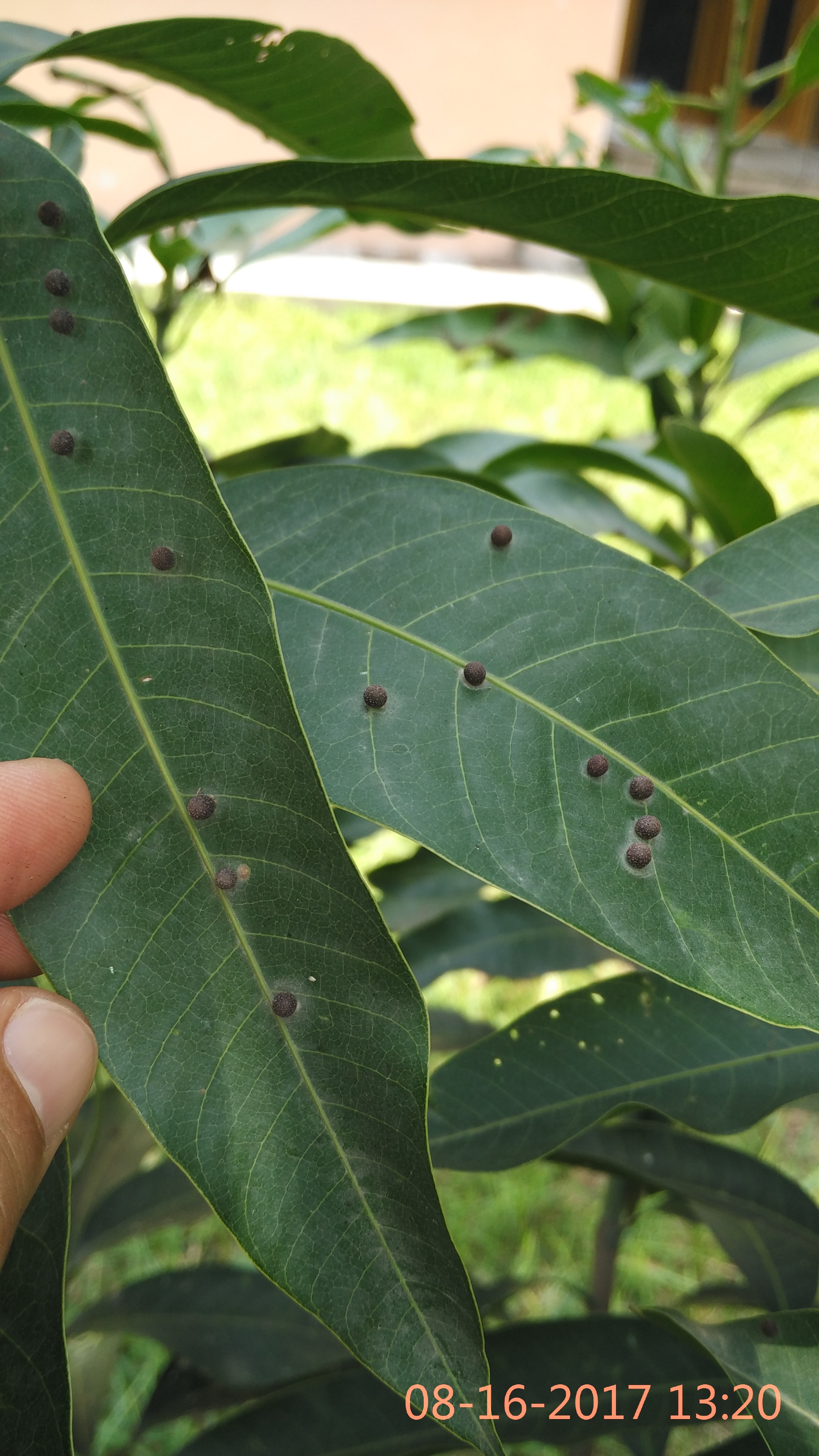 Mango | Please Identify the pest white in colour