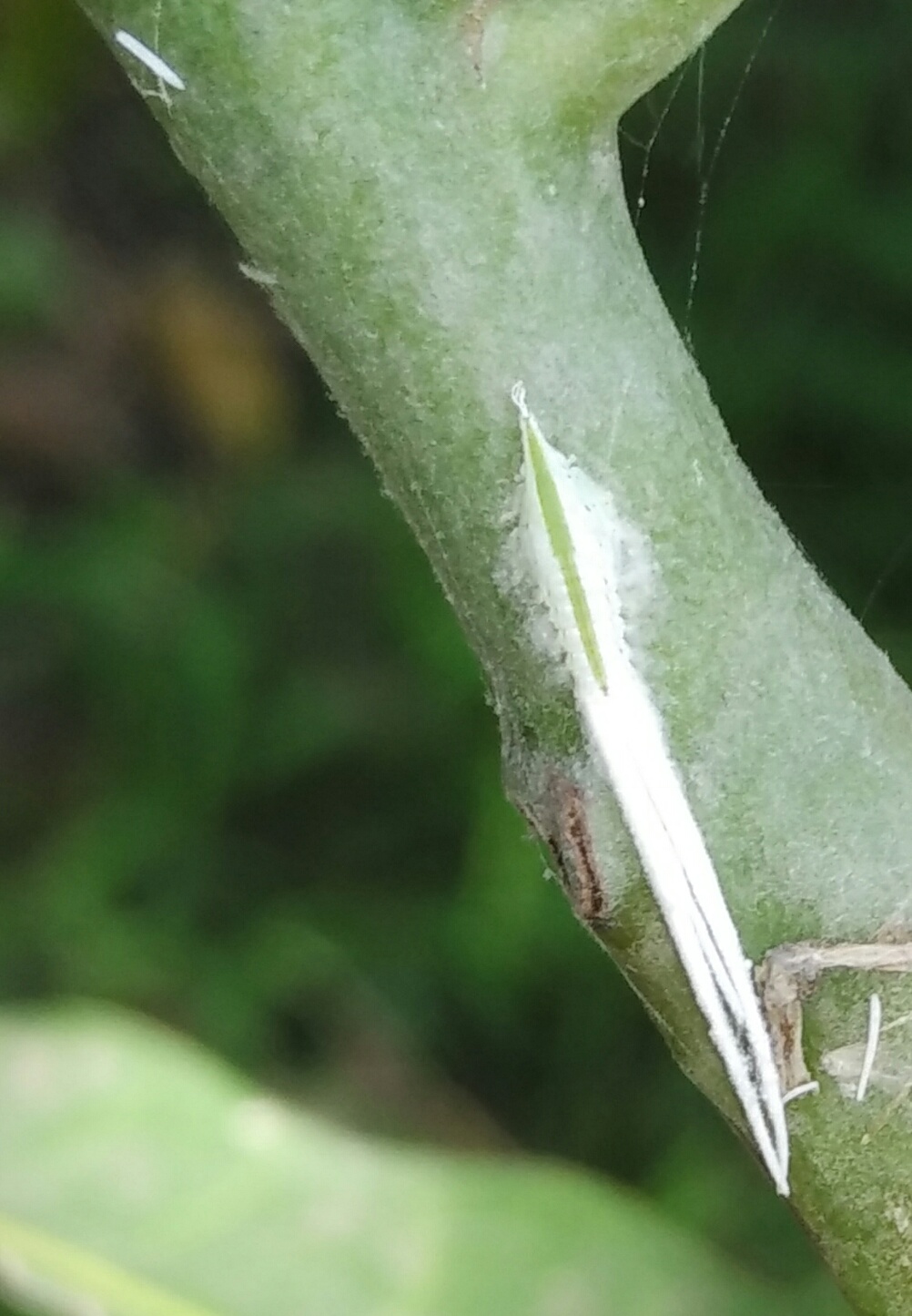 Mango | Please Identify the pest white in colour