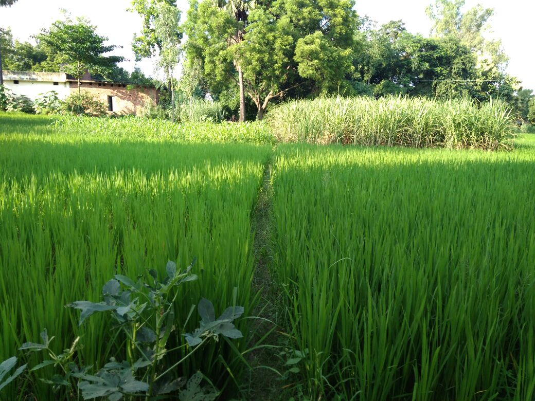Rice | rice - leaves turning yellow and dying