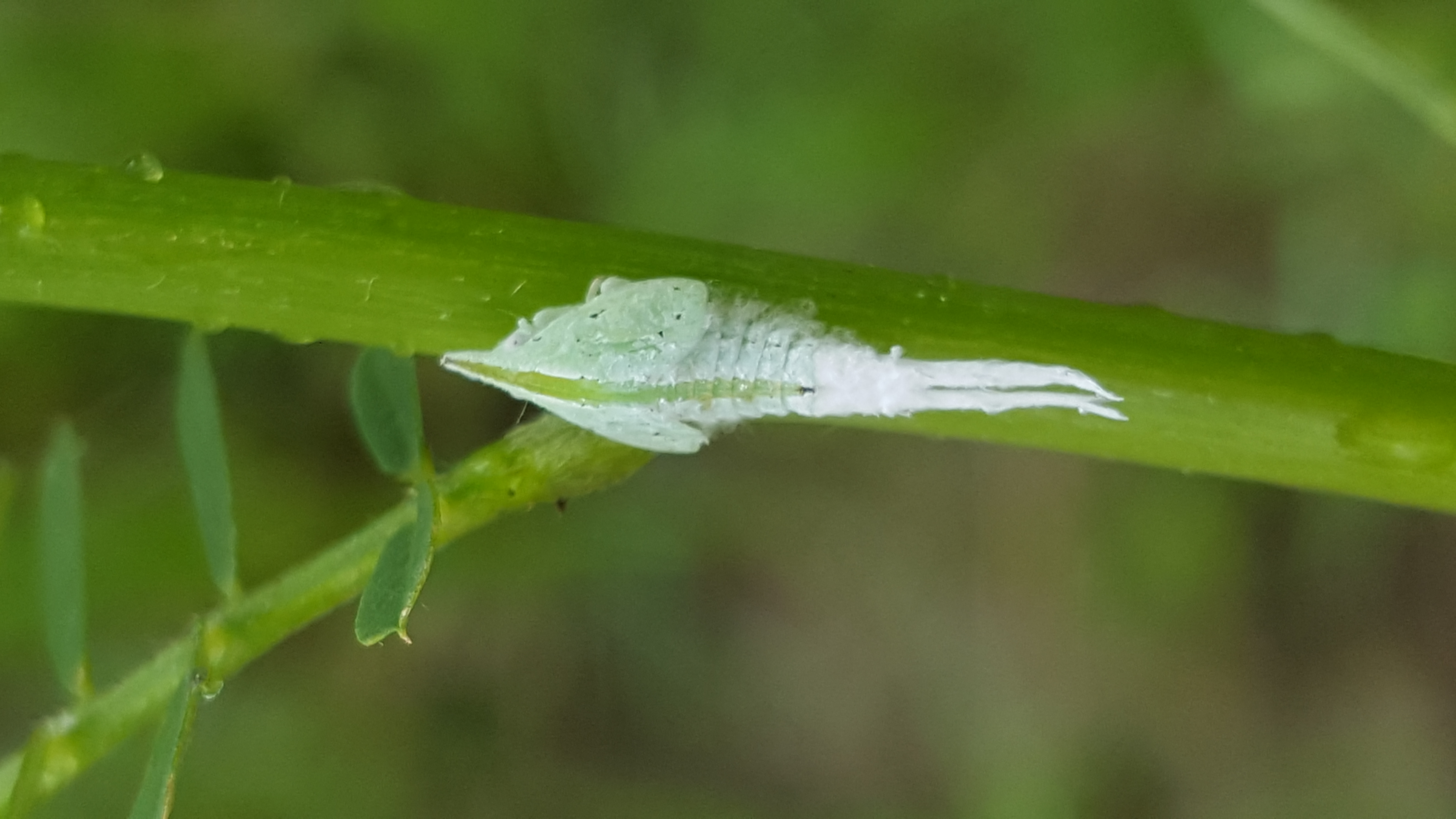 Mango | Please Identify the pest white in colour