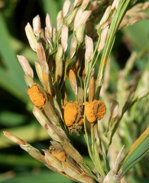 Rice | Please identify this black ball/glob on nearly-ready-to-harvest rice