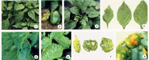 Pepper, bell | Peppers in the tropics.