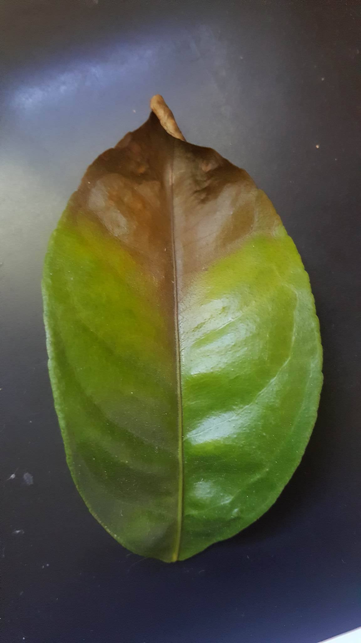 Mandarin oranges | Mandarin Orange Leaf Tips Browning and Falling Off