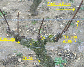 Grape | How to recognize the fruit spurs and what pruning can be ...