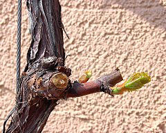 Grape | How to recognize the fruit spurs and what pruning can be ...
