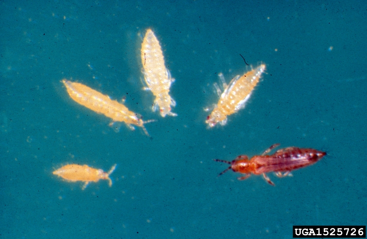 Pepper, bell | Benefical or pest insect?