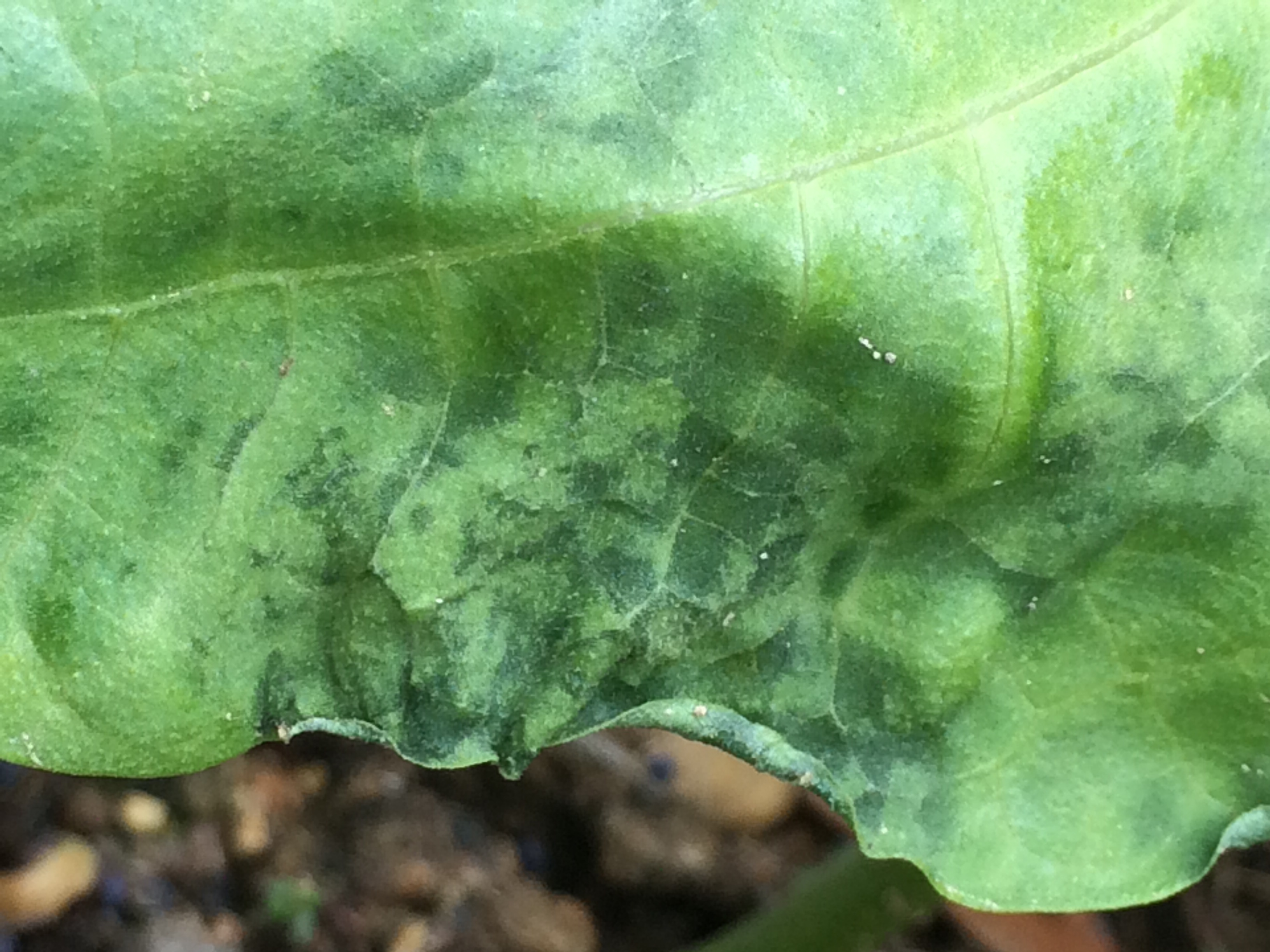 Bean | Bush Beans Contender: Identification of Plant Disease