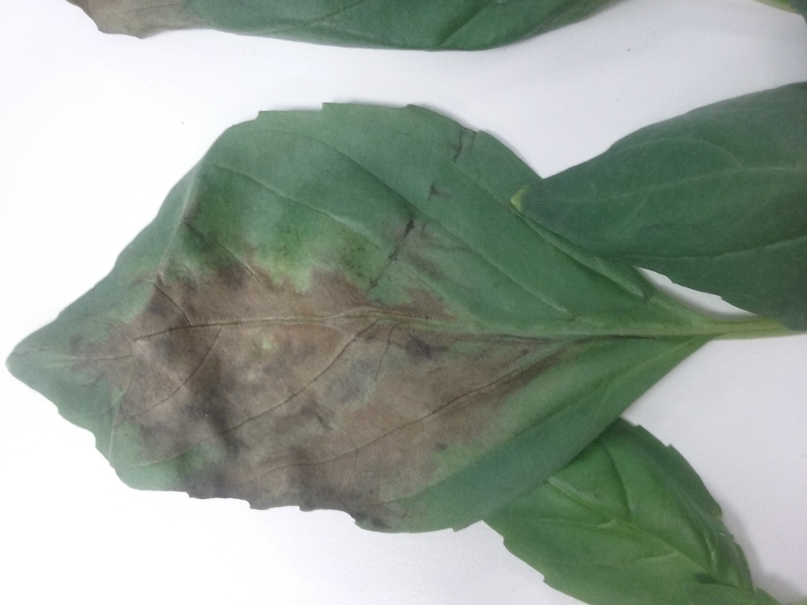 Basil | mildew on basil