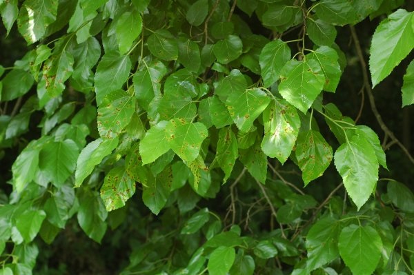 Mulberry | Disease on the mulberry tree leaves