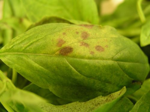 Basil | black stains on basil