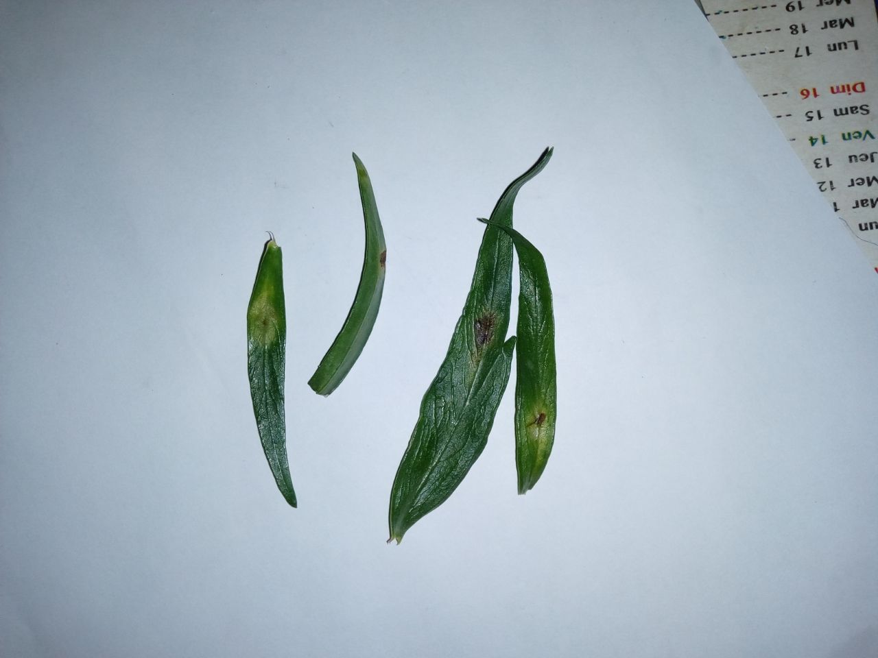 Tarragon | Roya on tarragon