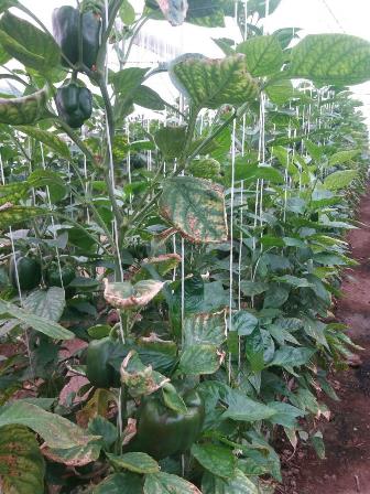 Pepper, bell | Diseases or poisoning?