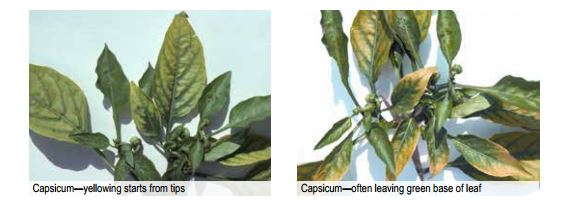 Pepper, bell | Diseases or poisoning?