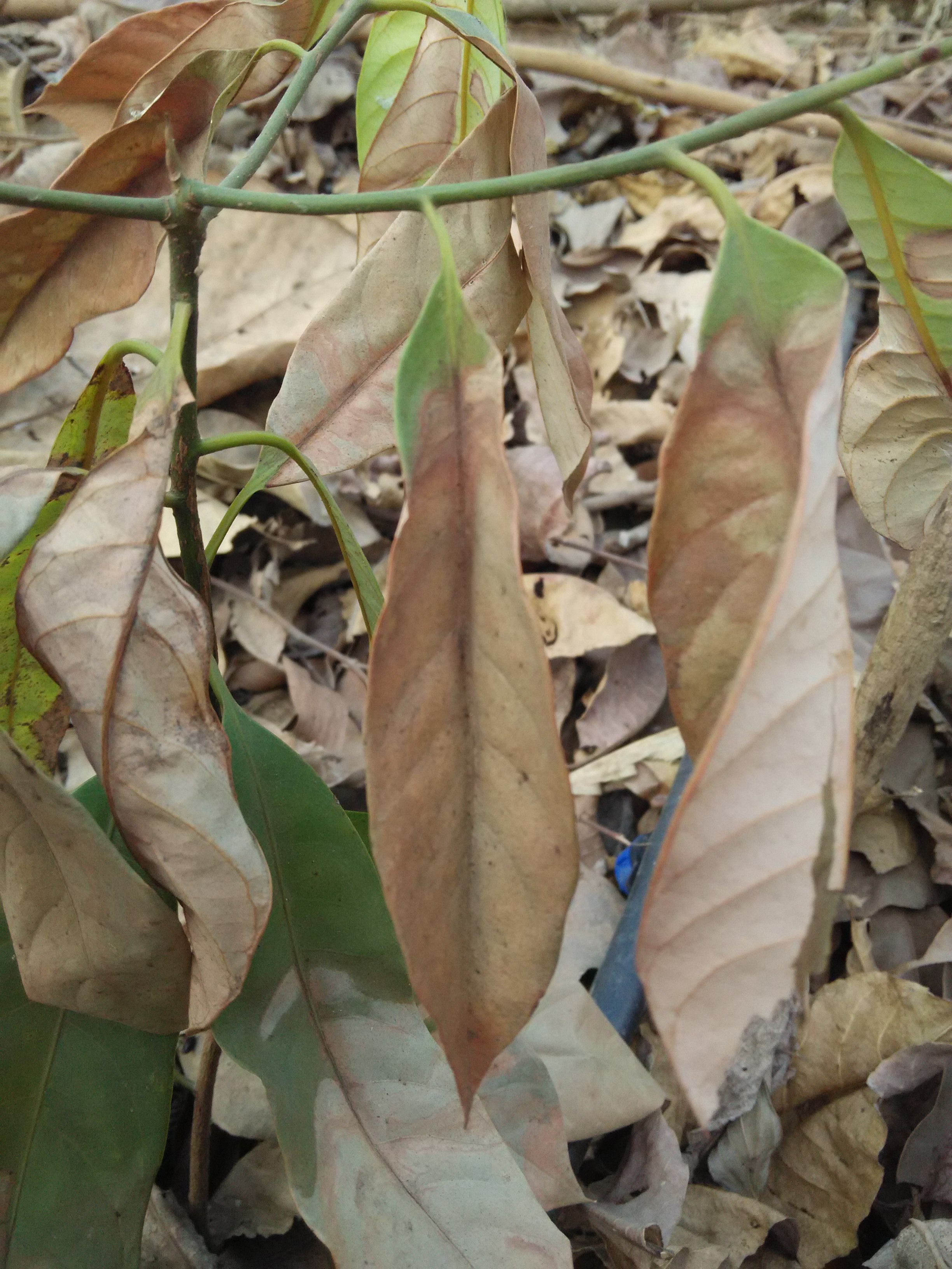 Nutmeg | What disease is this on my nutmeg plants and what is the way ...