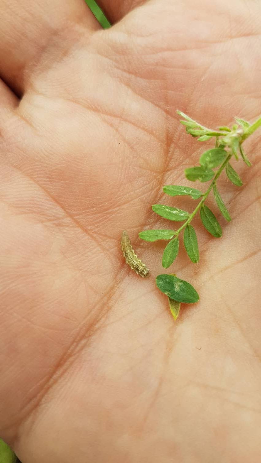 Lentil | What is this larva