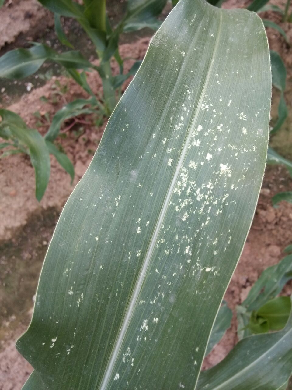 Maize (corn) | Maize Crop