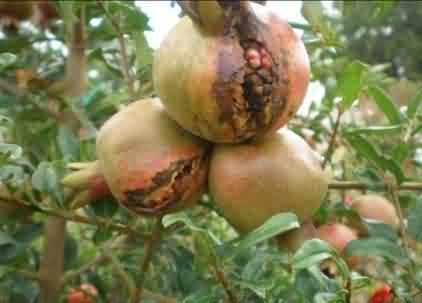 Pomegranate | Alternatives to chemical insecticides.