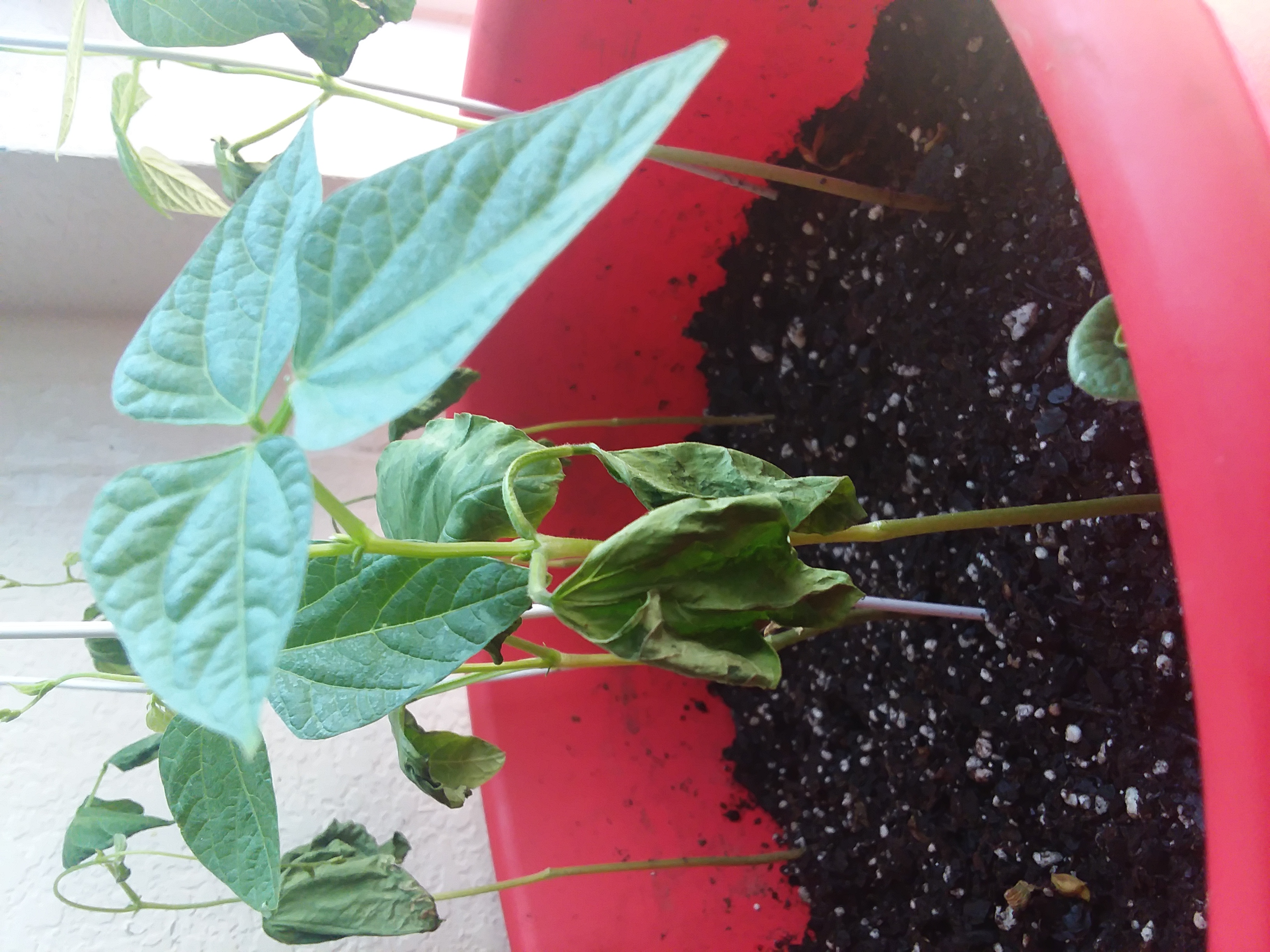 Bean | Pole bean leaves started wilting right after I sprayed them with ...