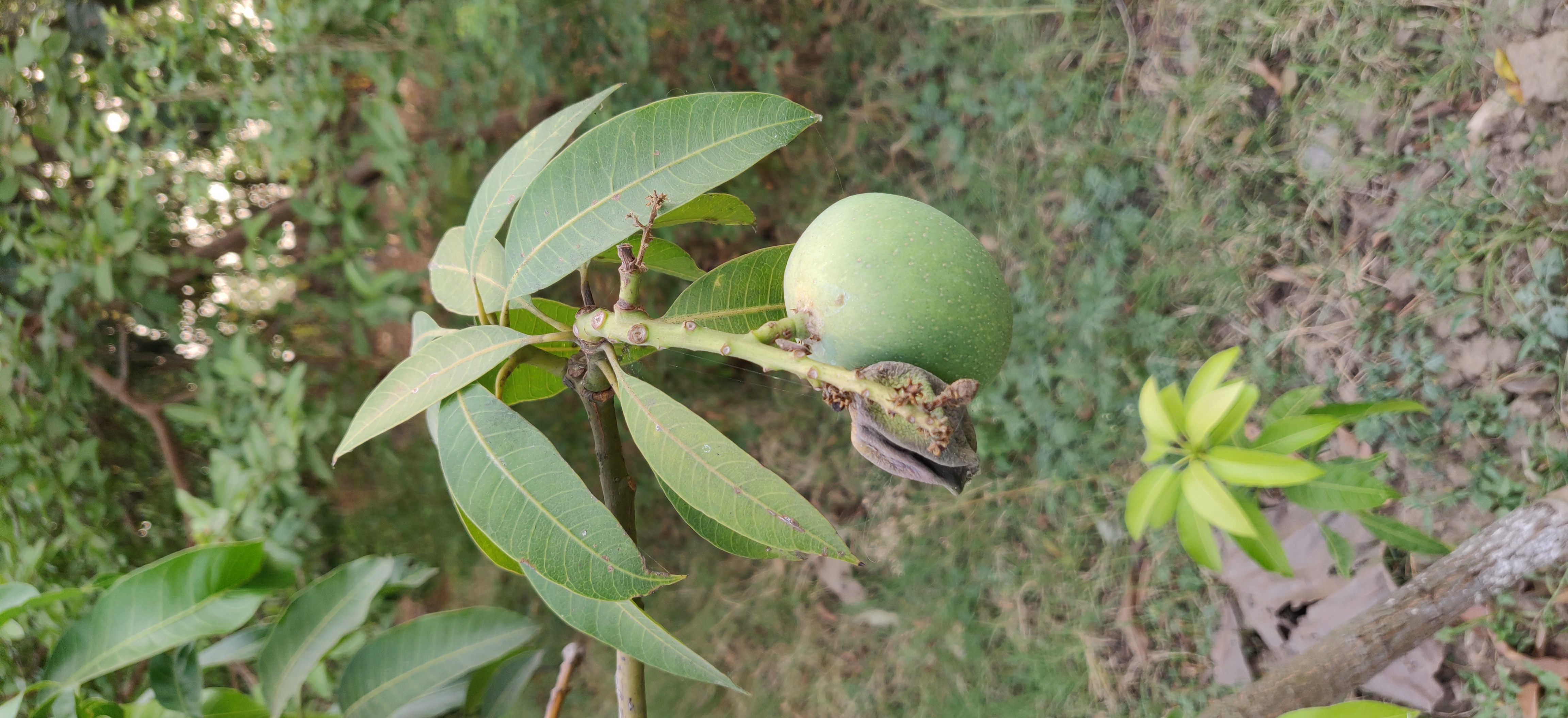 Mango | The flowers have rotten