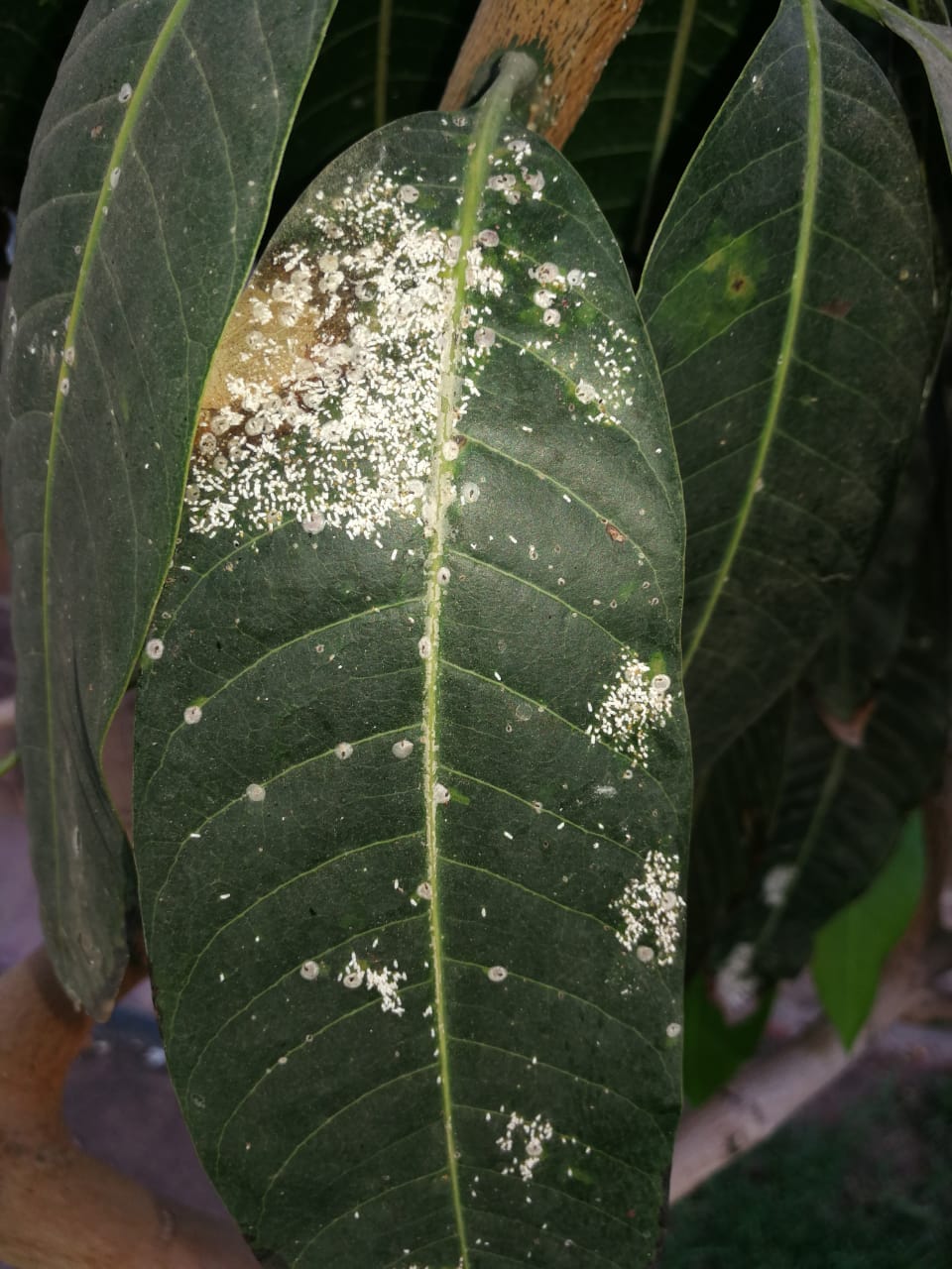 Mango | Identify a pest