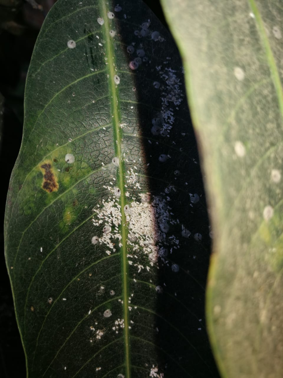 Mango | Identify a pest