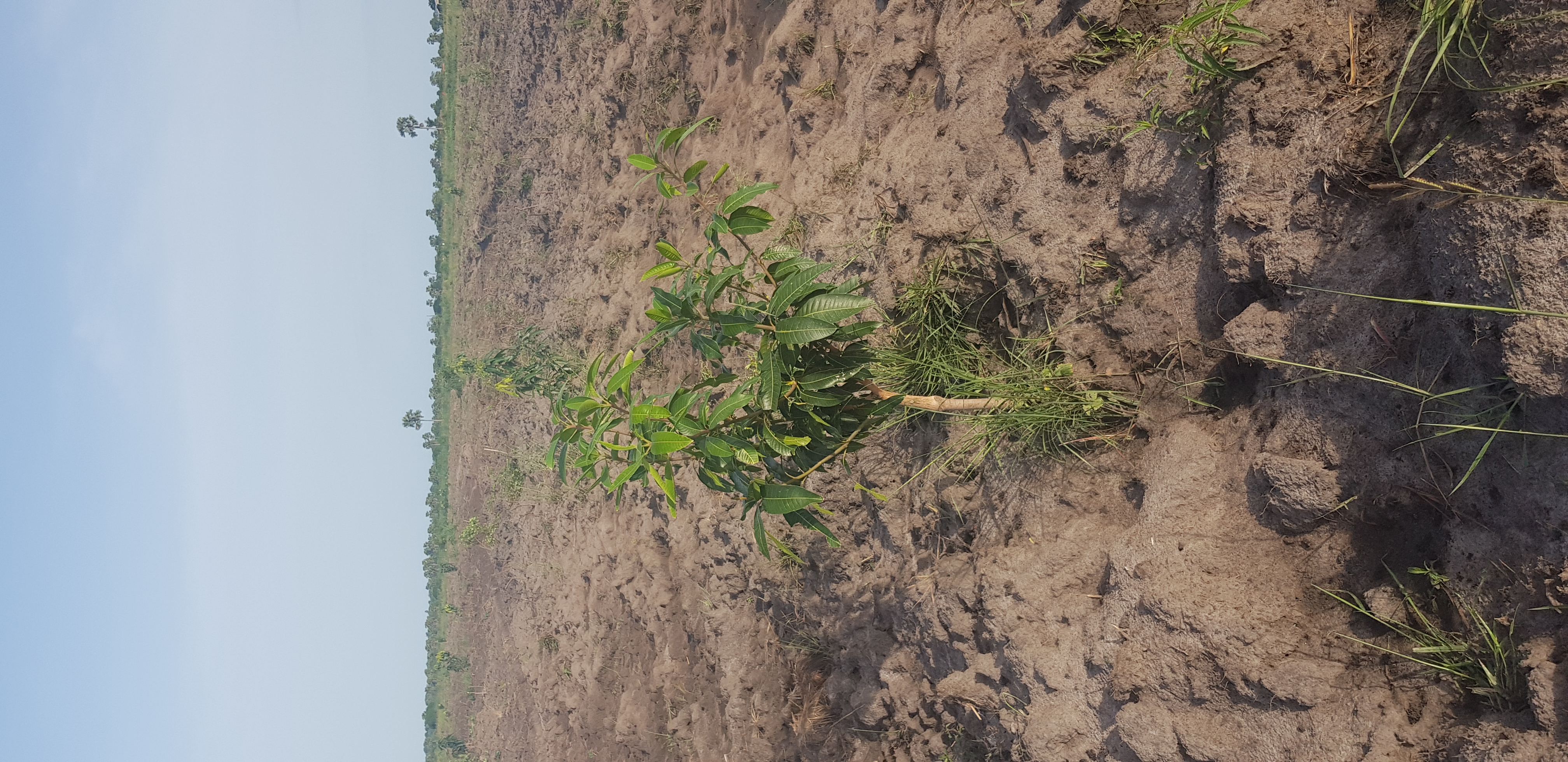 General | Inter cropping Mango plantation and Coconut plantation