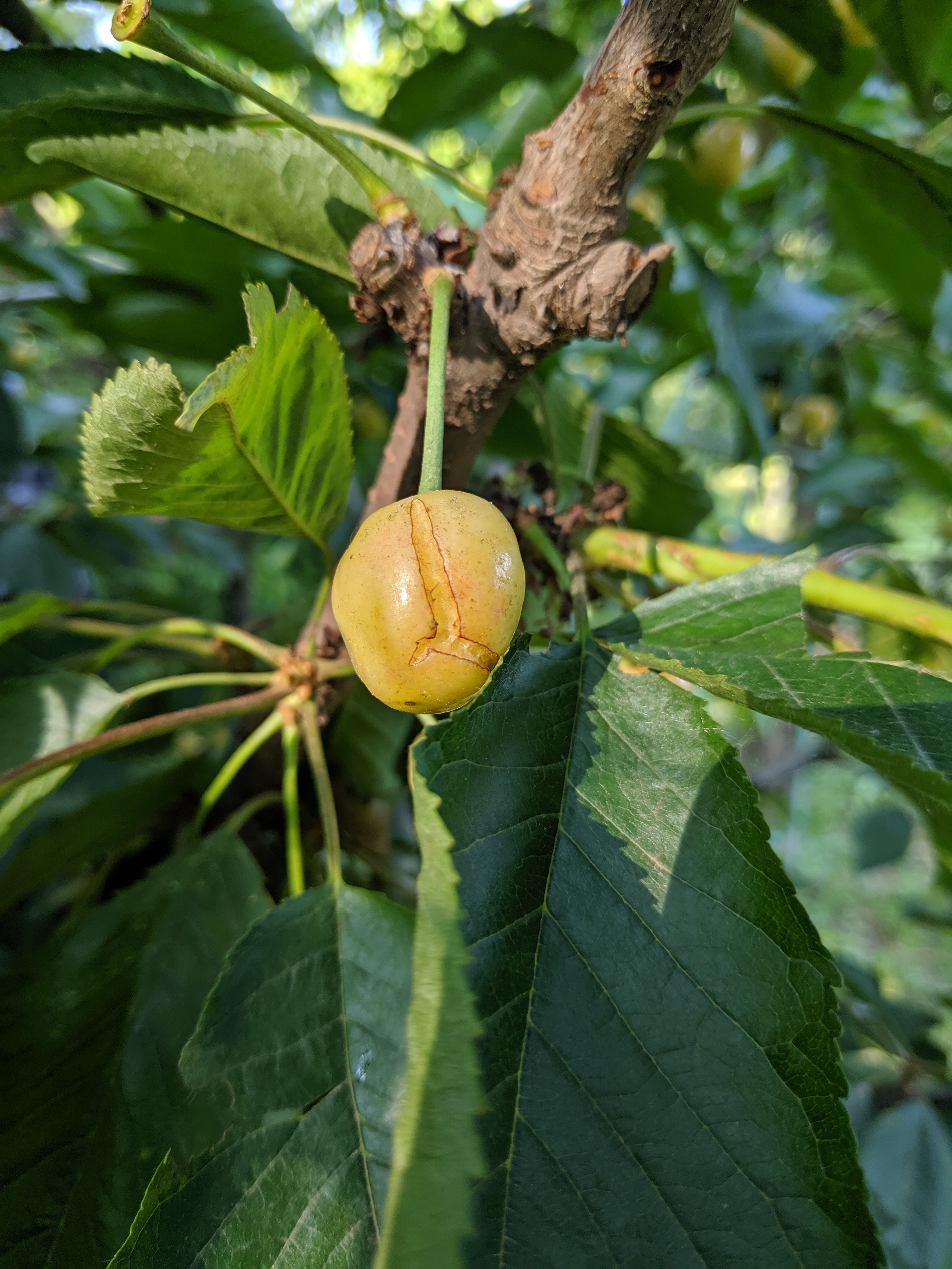 Cherry (including sour) | Cracking of cherry fruit and its treatment.