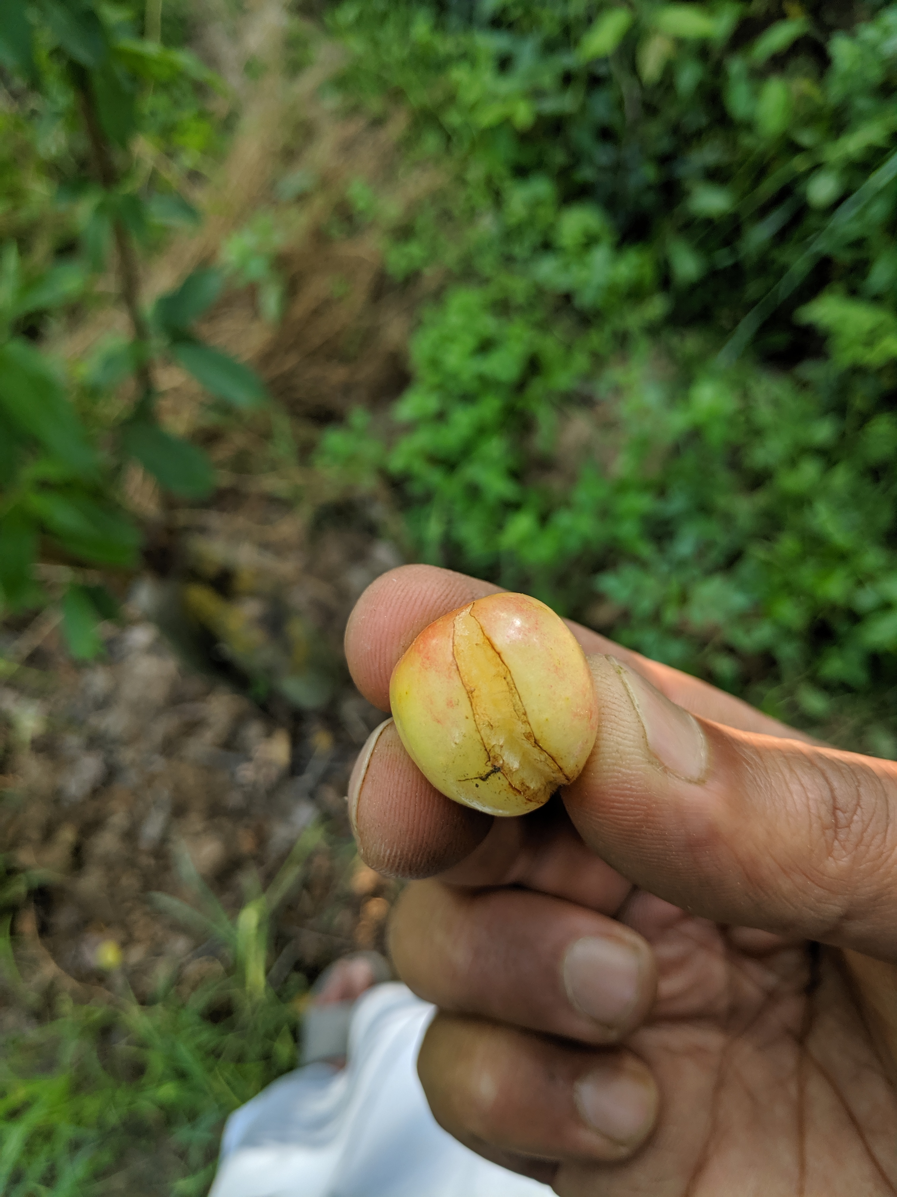Cherry (including sour) | Cracking of cherry fruit and its treatment.
