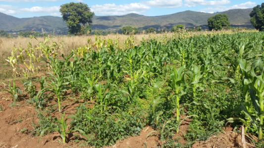 Maize (corn)