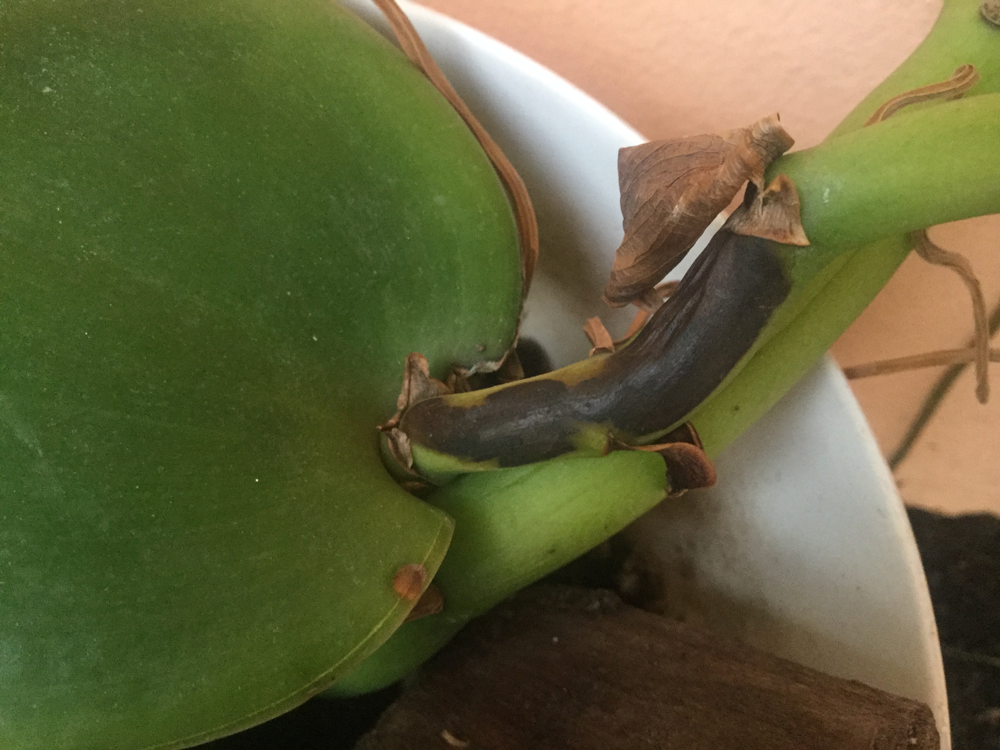 Vanilla | 1 1/2 year old vanilla with disease