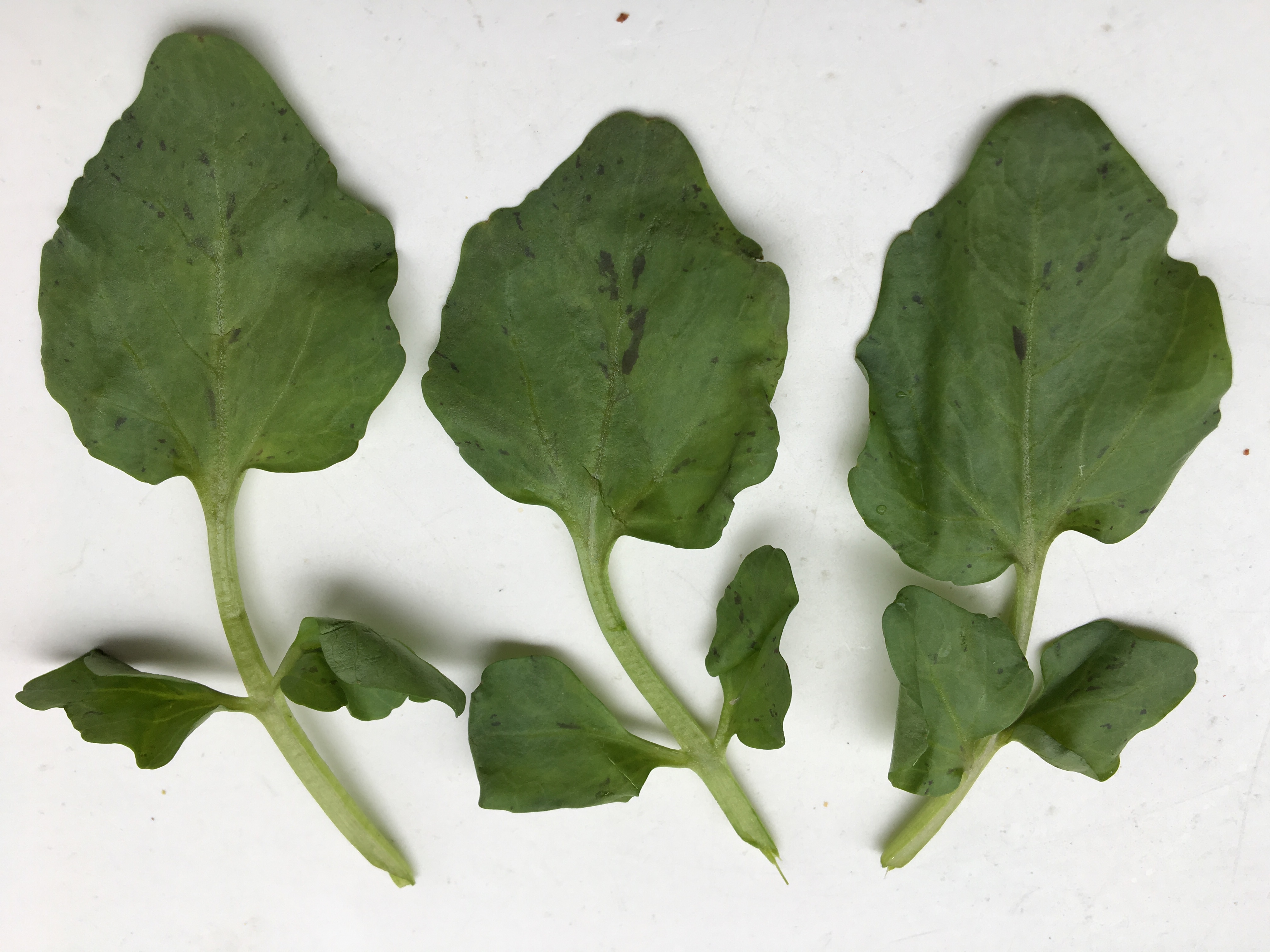 Cress | Are these marked leaves edible?