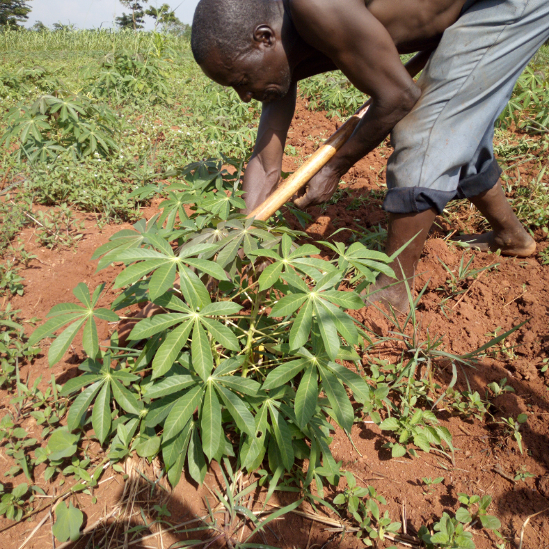 Cassava (manioc) | if the high population of cassava plant has CMD in ...