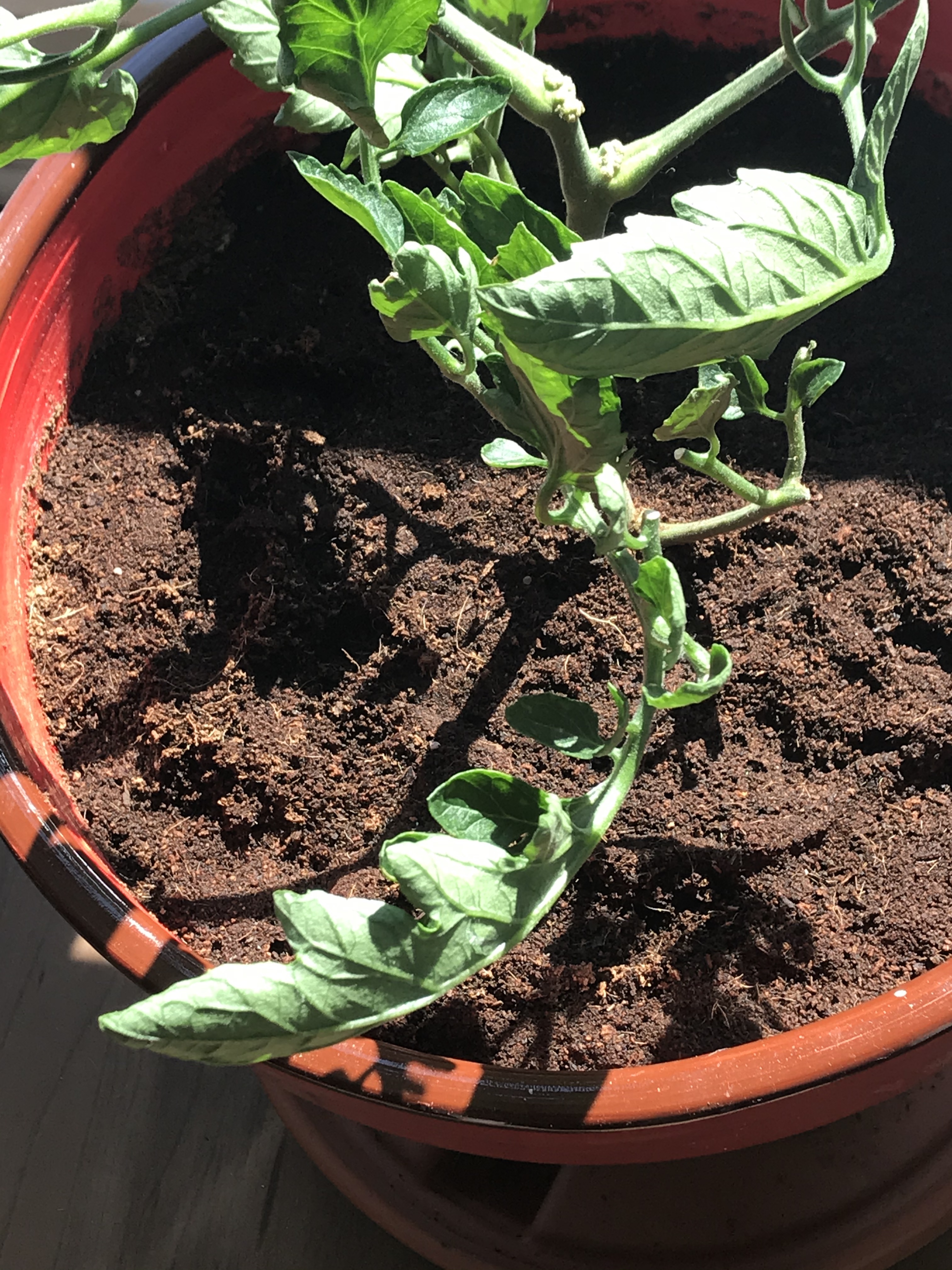 Tomato | Tomato with herbicide damage?