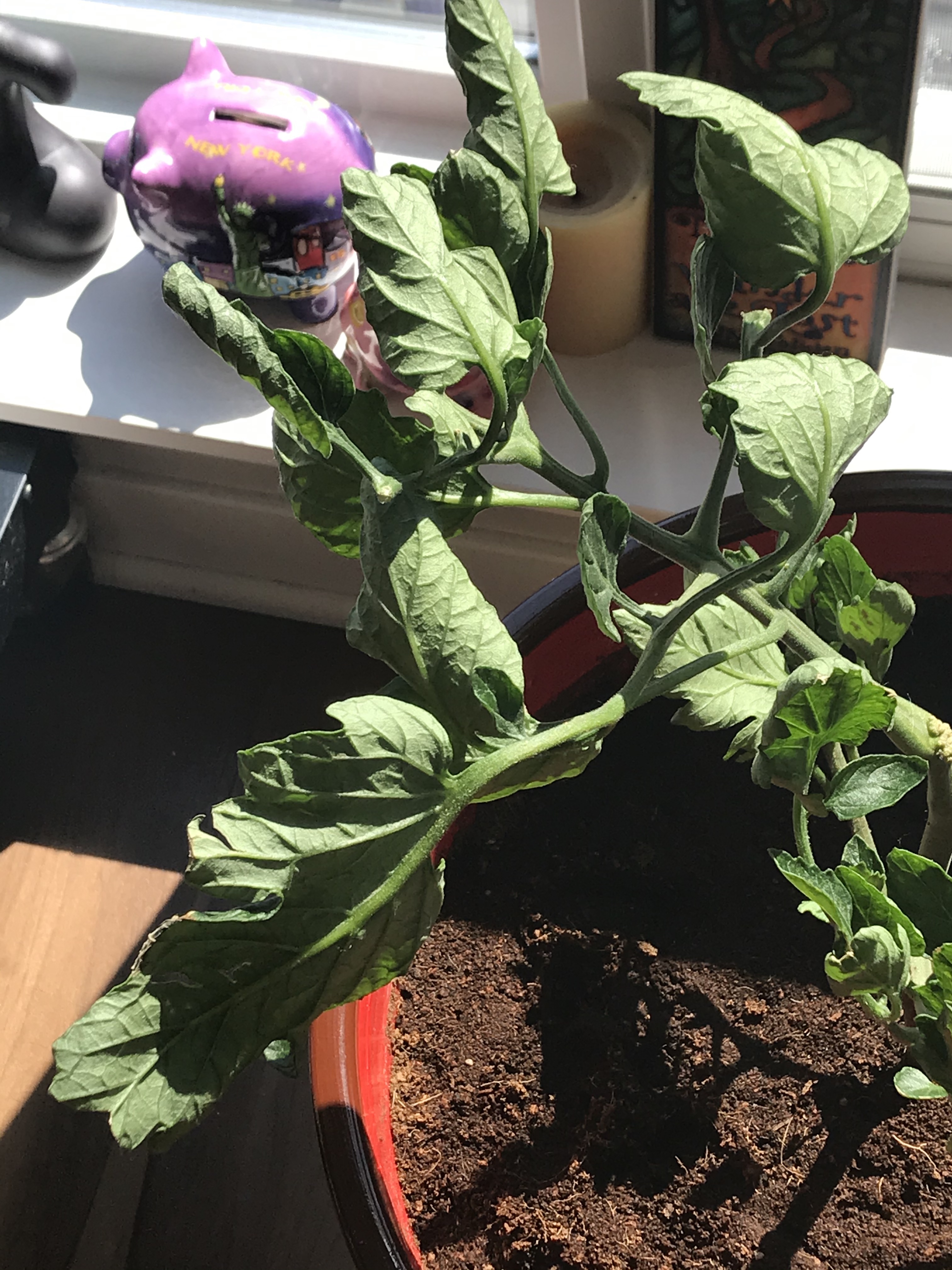 Tomato | Tomato with herbicide damage?
