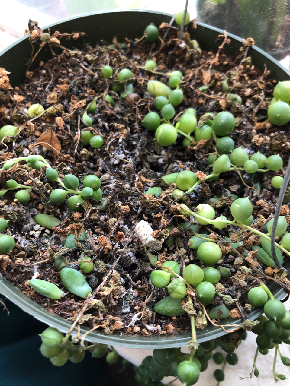 PlantVillage