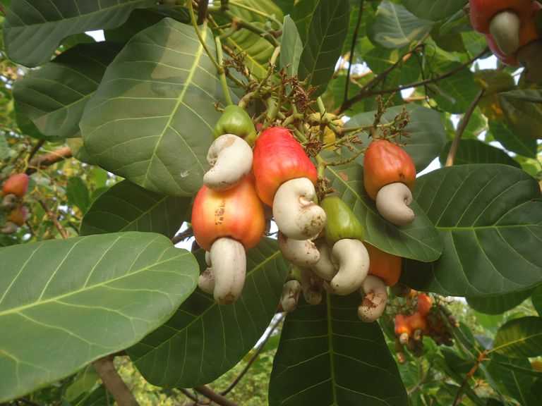 Cashew nuts | Nursery