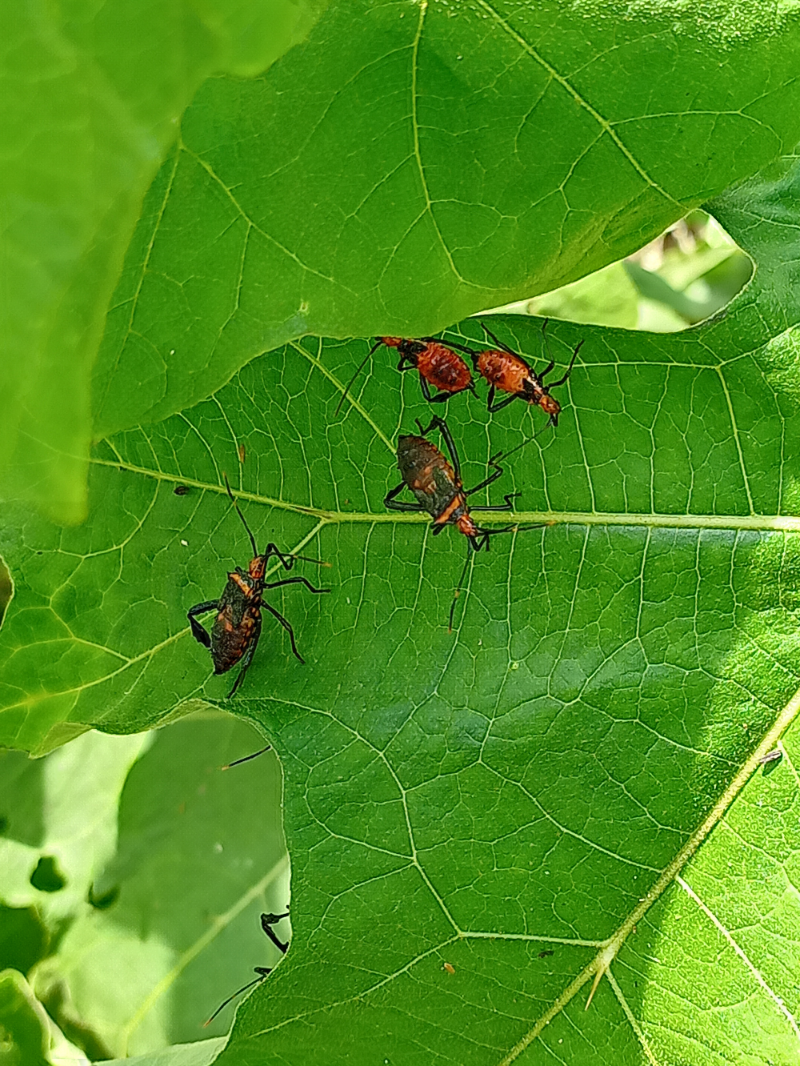 Cashew nuts | insects and bugs