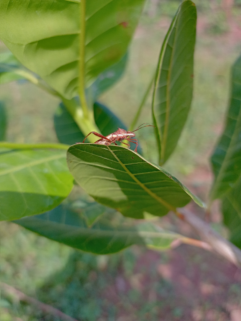 Cashew nuts | insects and bugs